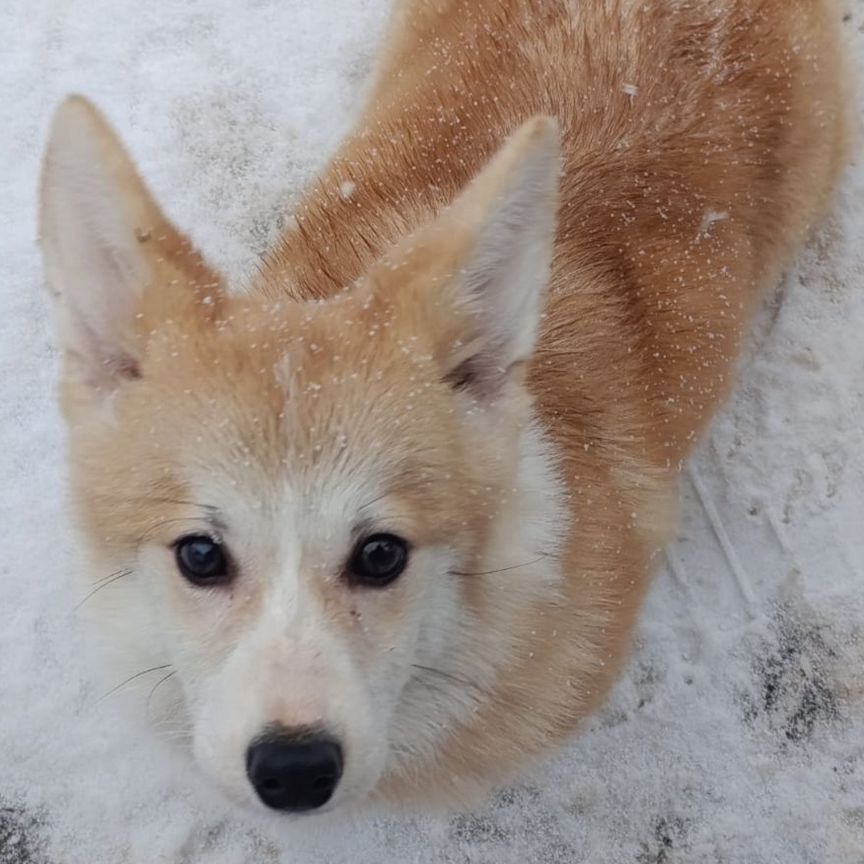 Вельш Корги Кардиган, щенок