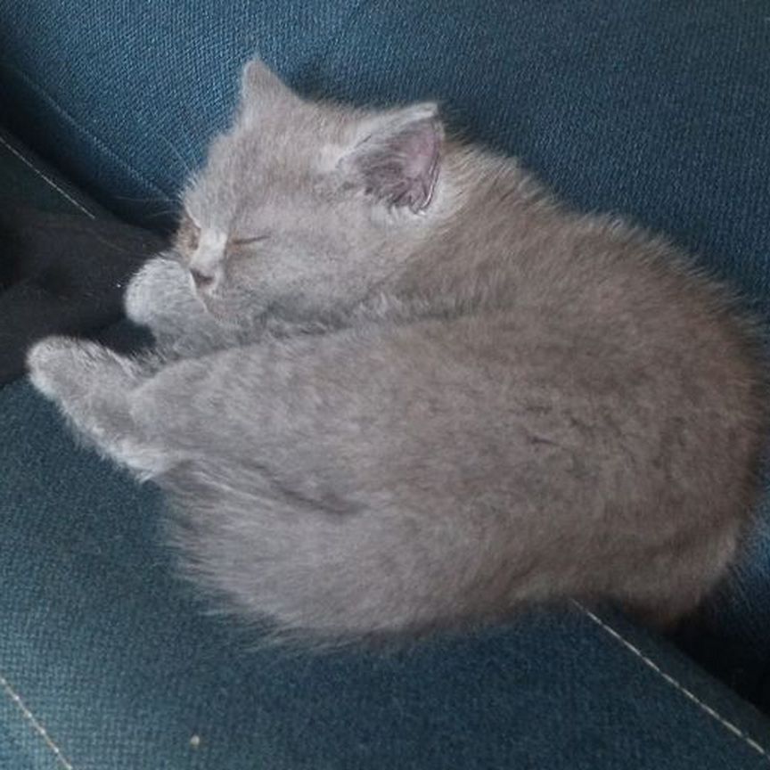 Британский короткошёрстный котёнок