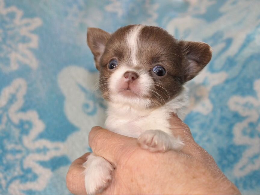 Д.ш. малыши чихуахуа и мальчики и девочки