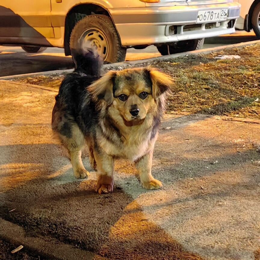 Собака ищет хозяина