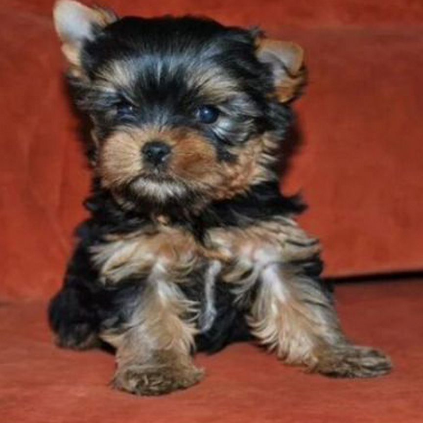 Щенок от частного владельца