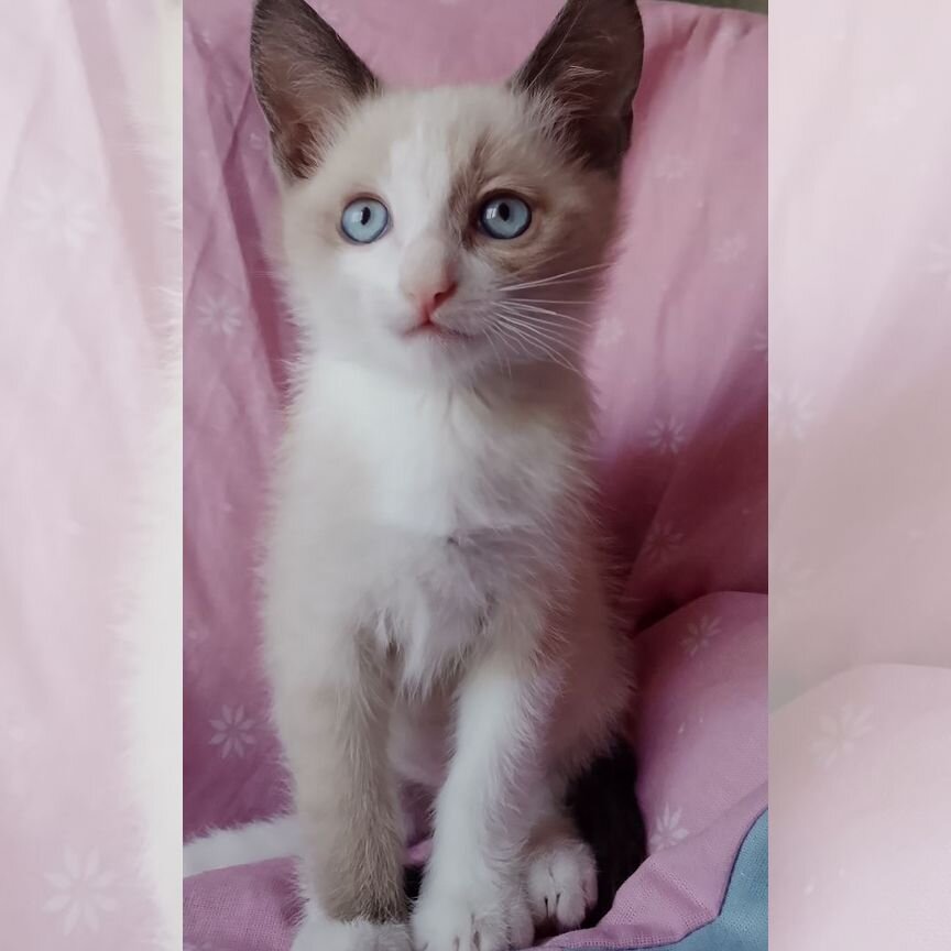Сиамский котёнок
