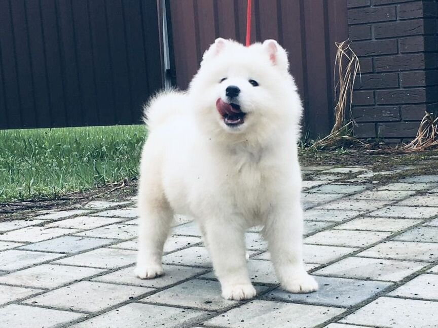 Милое белое чудо