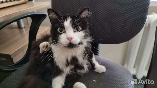 Кошка в добрые руки бесплатно