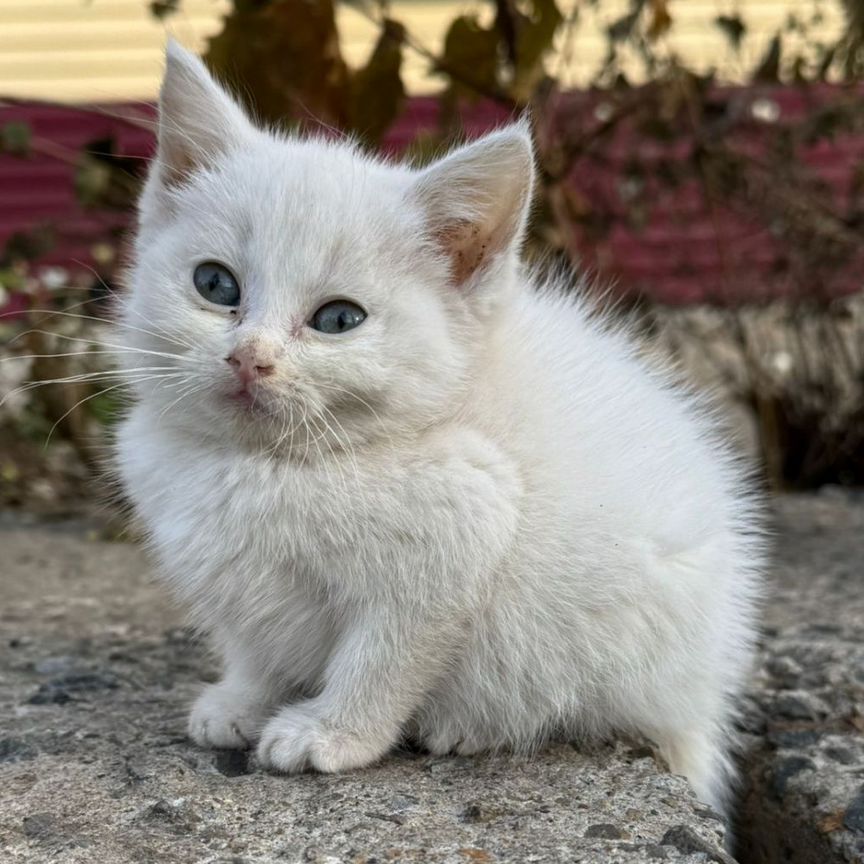 Котёнок в добрые руки