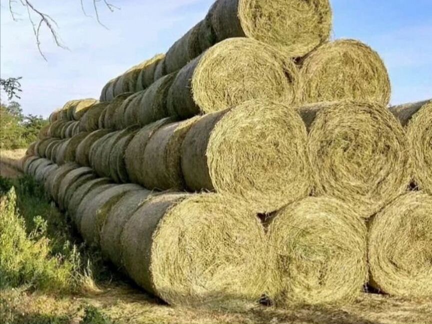 Сено степное в рулонах 2023 года