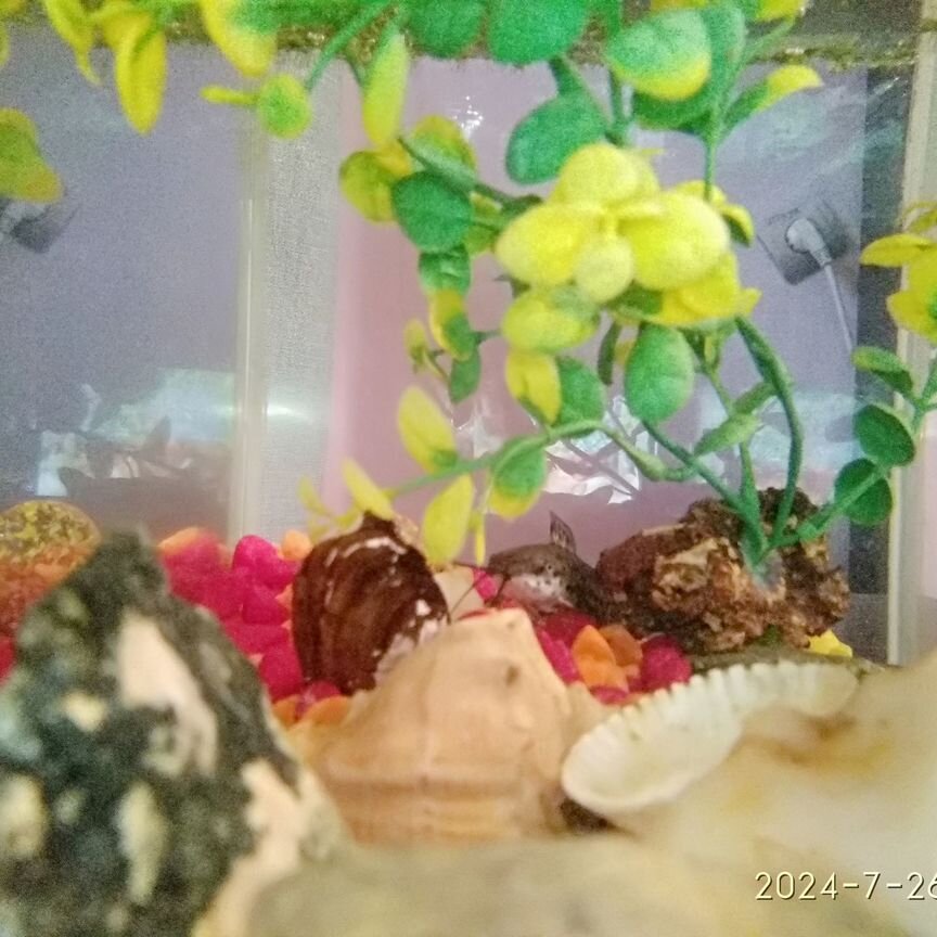 Сомик Таракатум