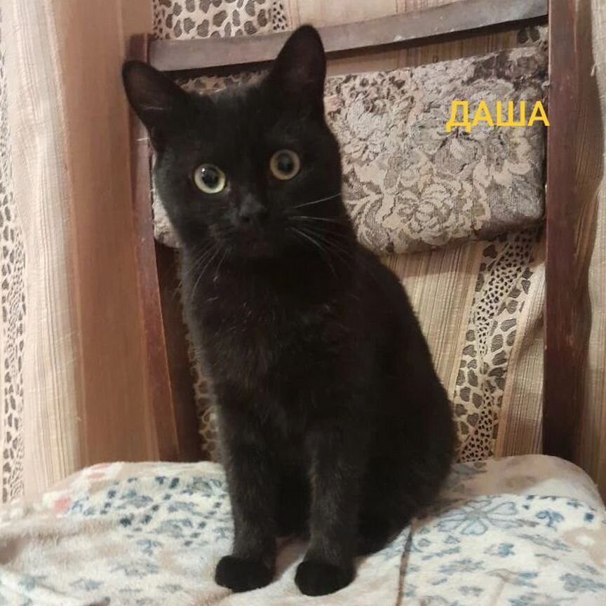 Котёнок в добрые руки