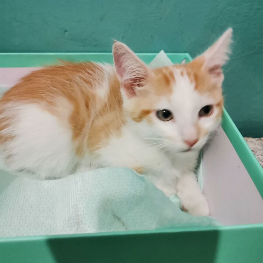 Котята в добрые руки даром