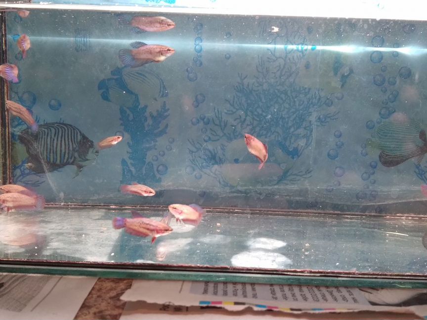 Аквариумные рыбки петушки и прочее