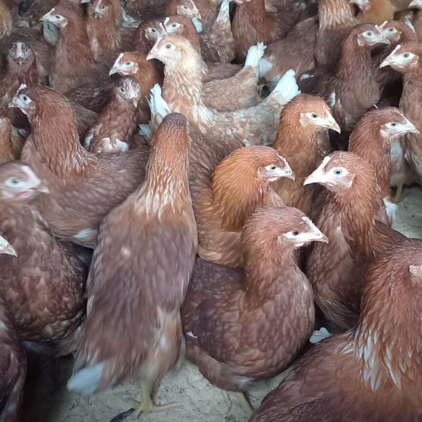 Куры молодки