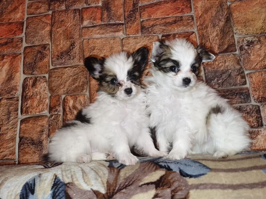 Папильон мальчики