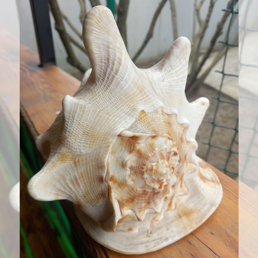 Ракушка морская большая
