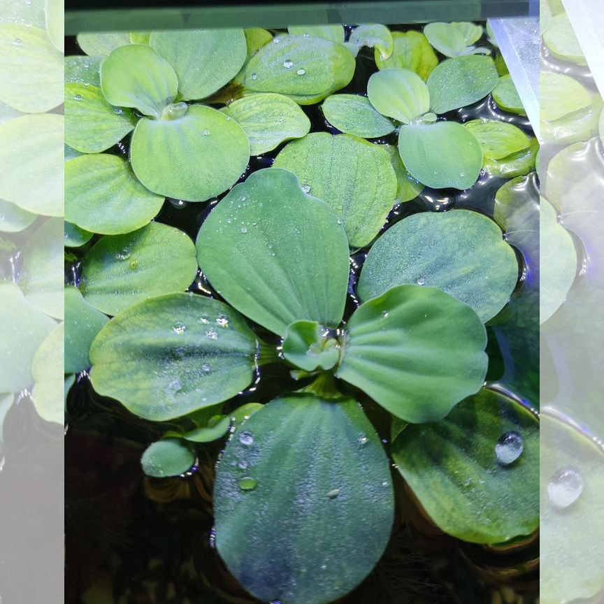 Пистия телорезовидная (Pistia stratiotes)