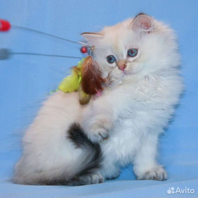 Золотая колорочка