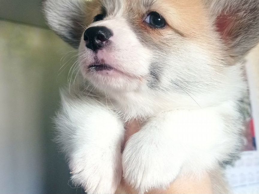 Новогодняя малышка корги