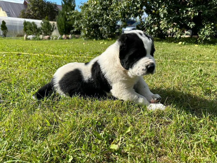 Среднеазиатская овчарка алабай щенки