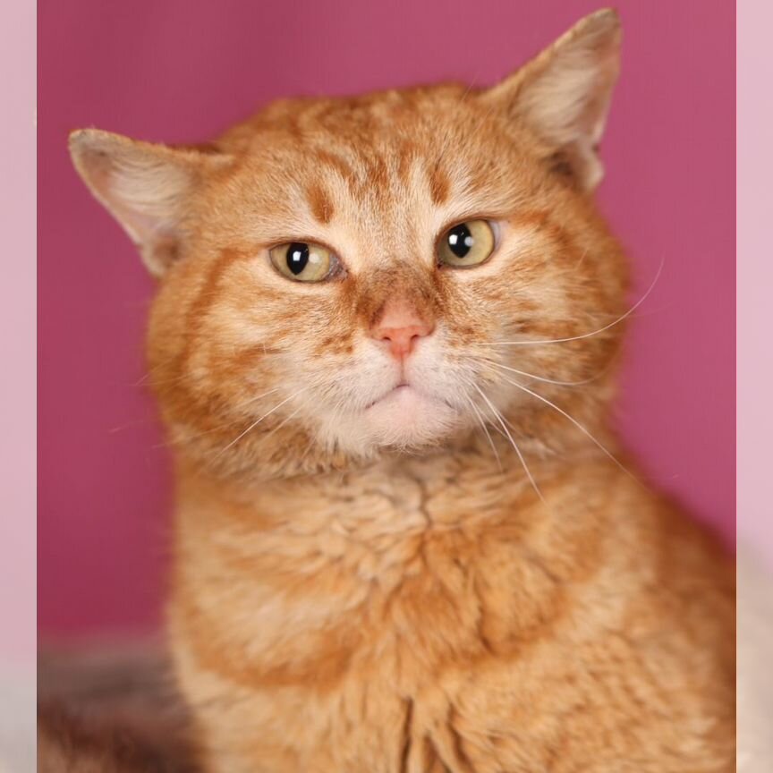 Взрослый кот в добрые руки