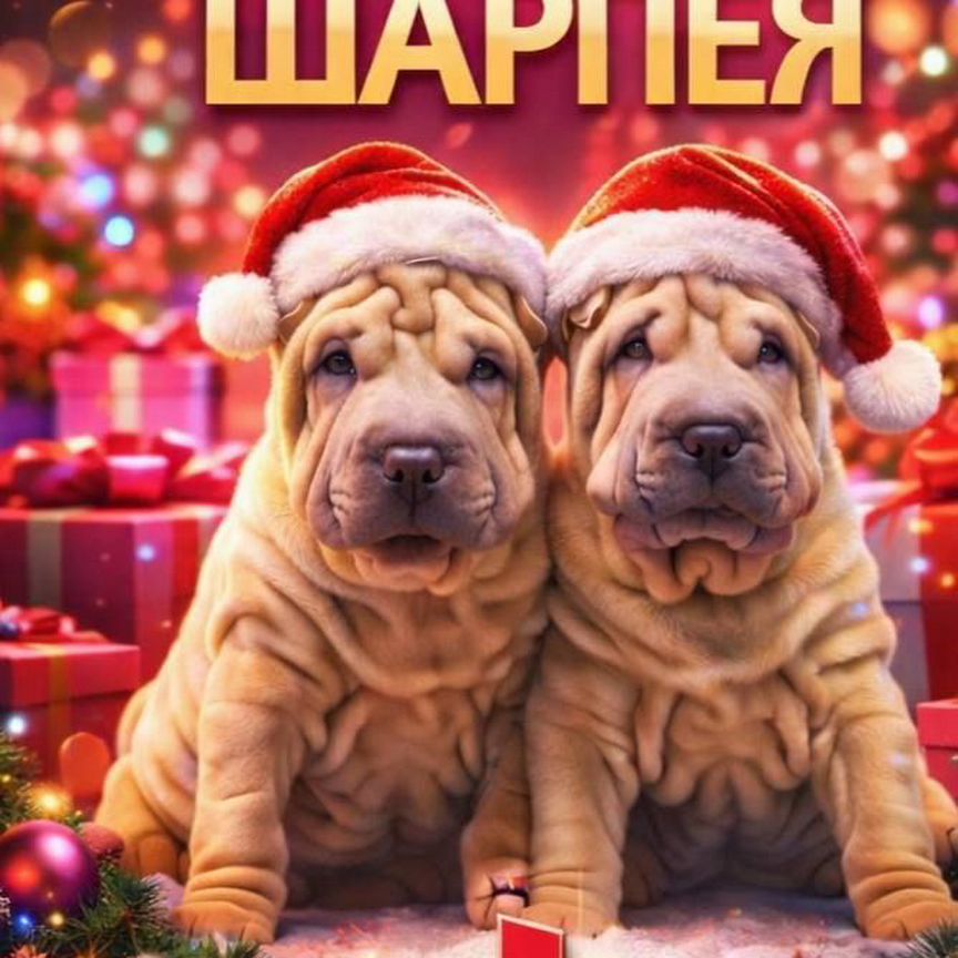 Шарпей, щенок