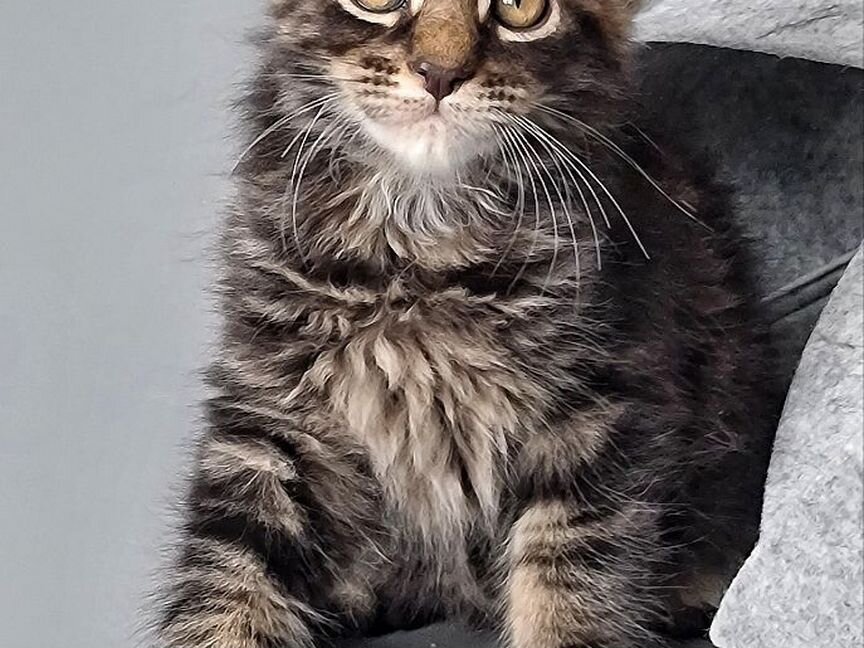 Мейн-кун Архимед. Самый крупный в помёте