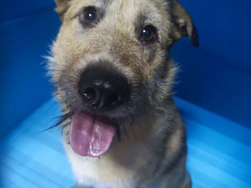 Пёсик Гриня бородатик в дар