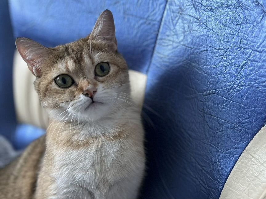 Кошка