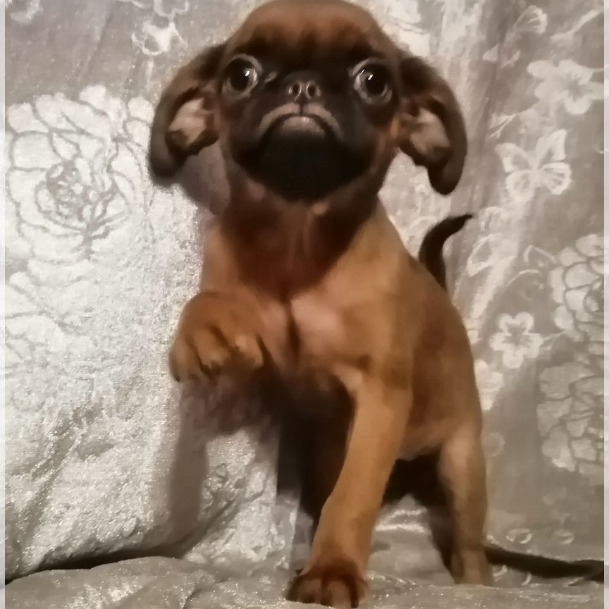 Пти-брабансон, щенок