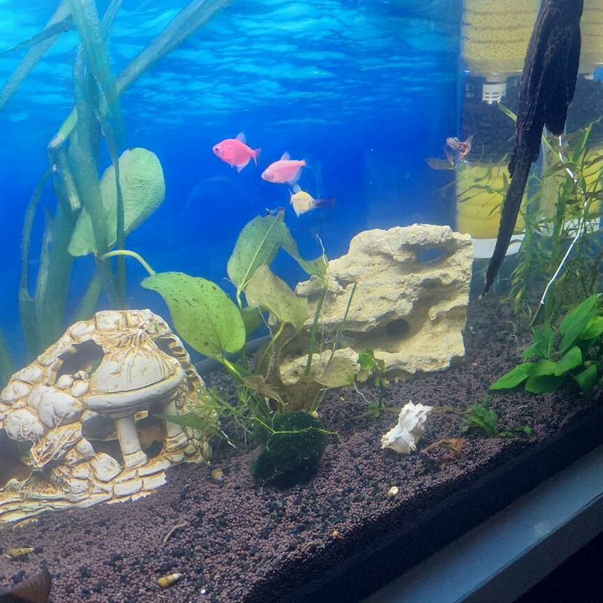 Аквариумные рыбки