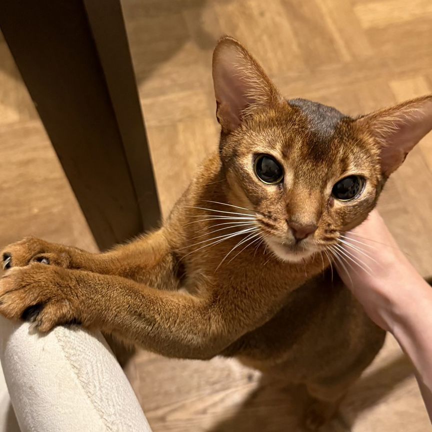 Абиссинская, взрослая кошка