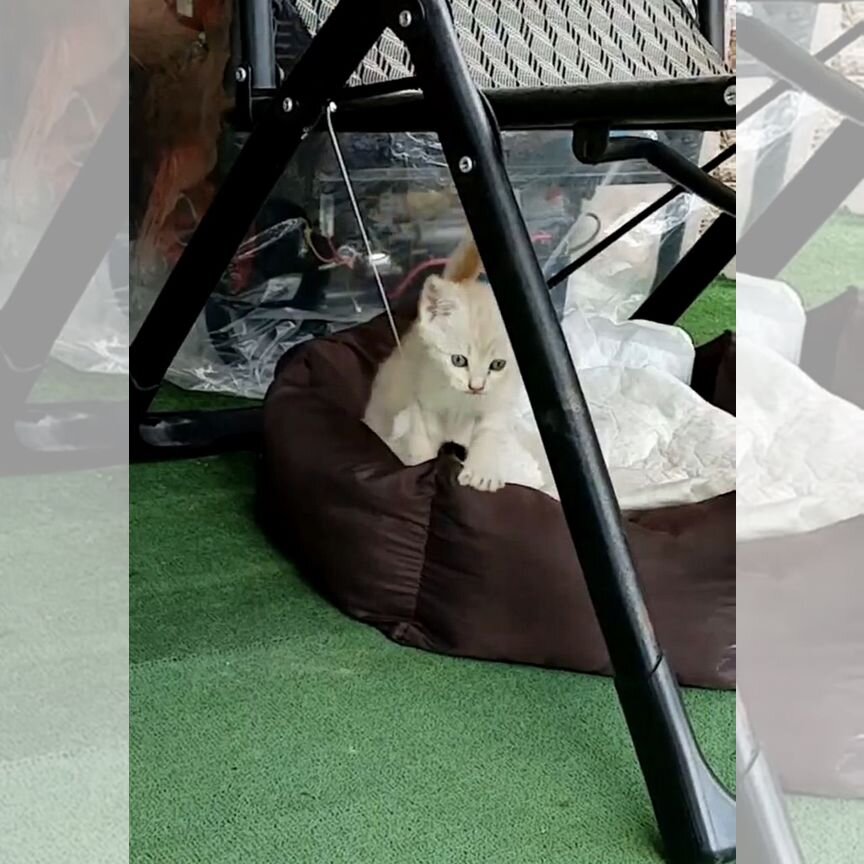 Котёнок в добрые руки