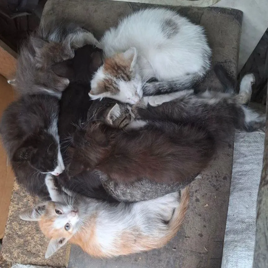 Котята