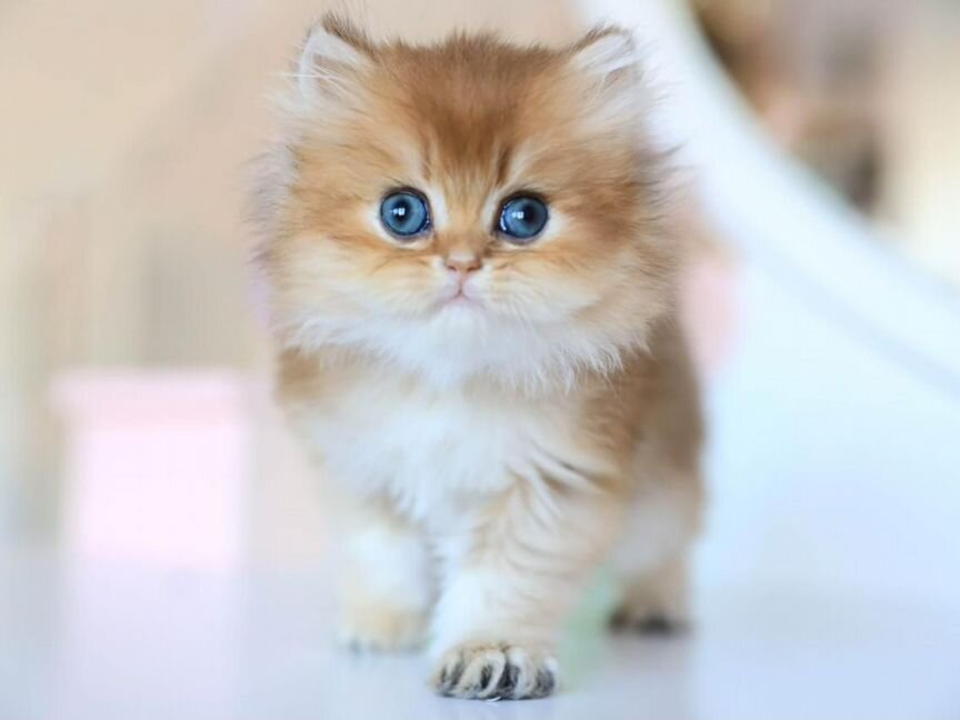 Длинношерстный британский котёнок