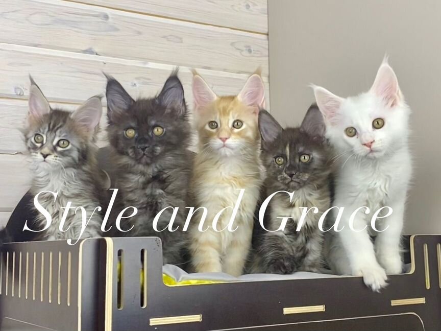 Котята мейн-кун