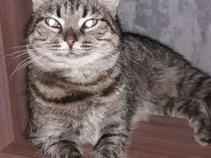 Замечательная кошечка
