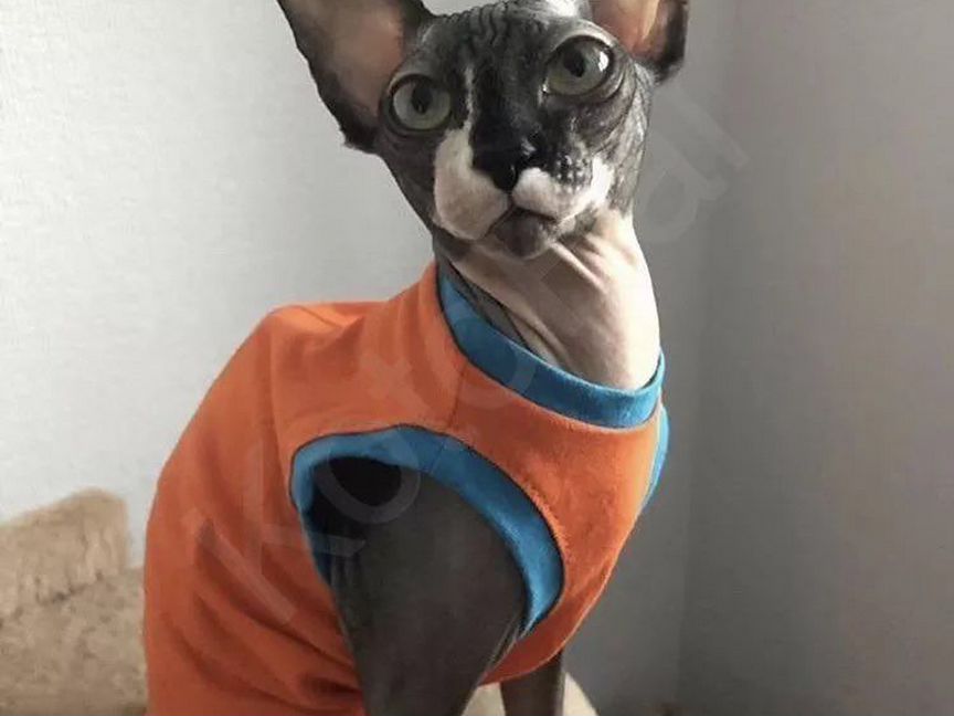 Послеоперационные пижамы и боди (попоны) для кошек