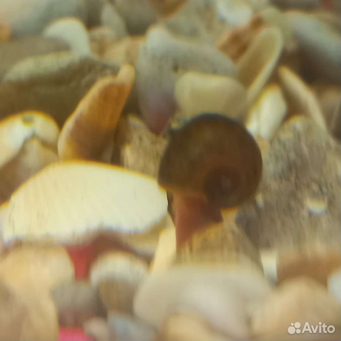 Отдам улиток бесплатно