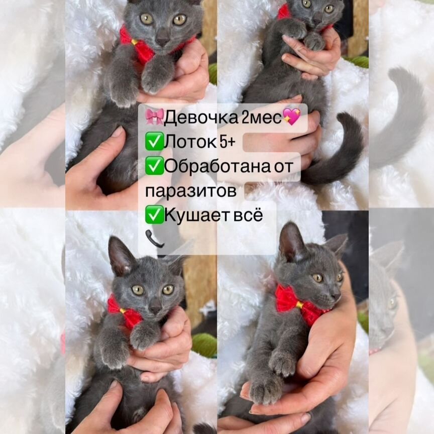 Котята