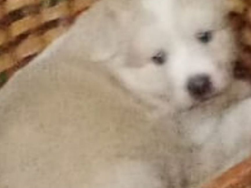 Щенки сибирского Алабая и Хаски