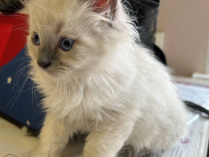 Невский Маскарадный котёнок
