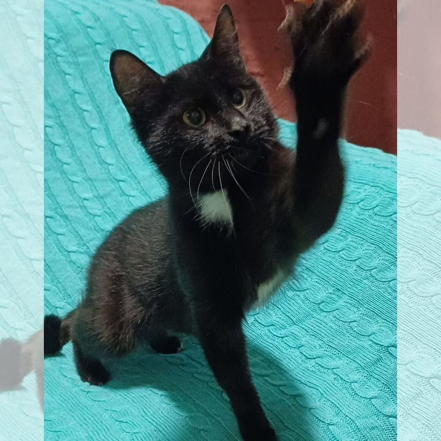 Взрослая кошка в добрые руки