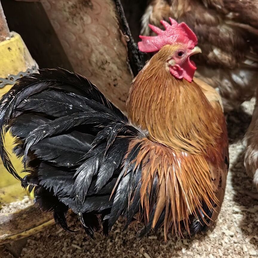 Несушки, наседки и петух