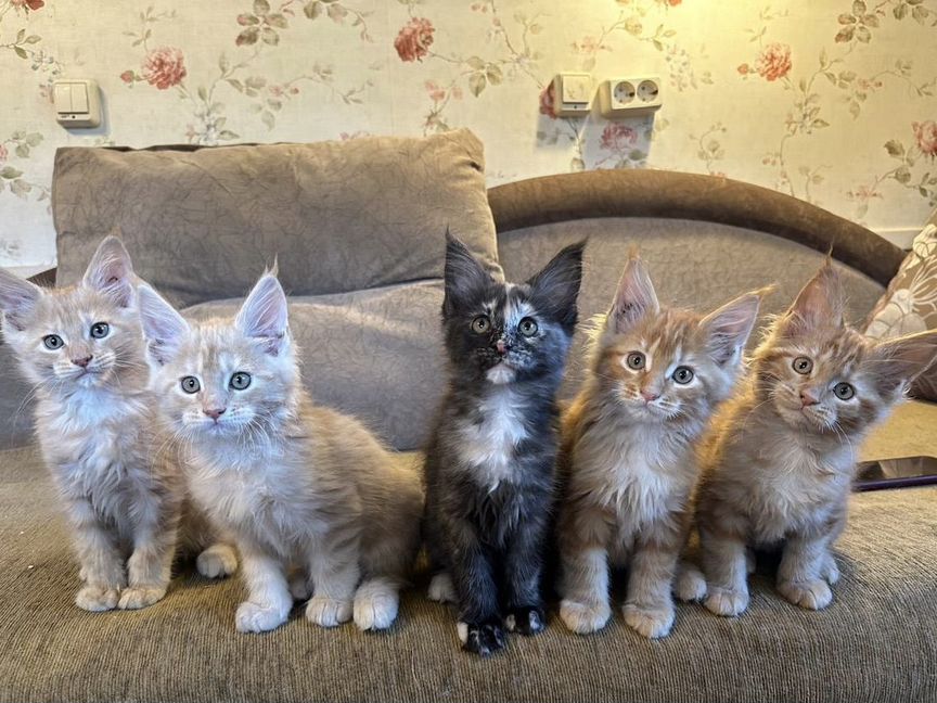 Котята мейн-кун