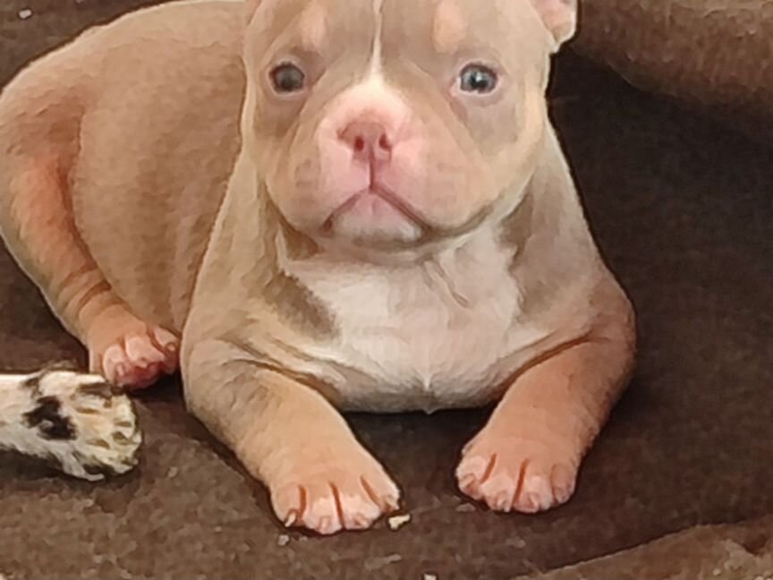 Американский булли