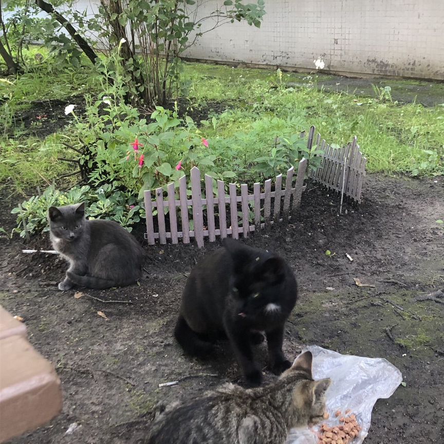 Котята в добрые руки