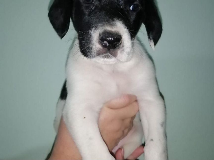 Щенята в добрые руки