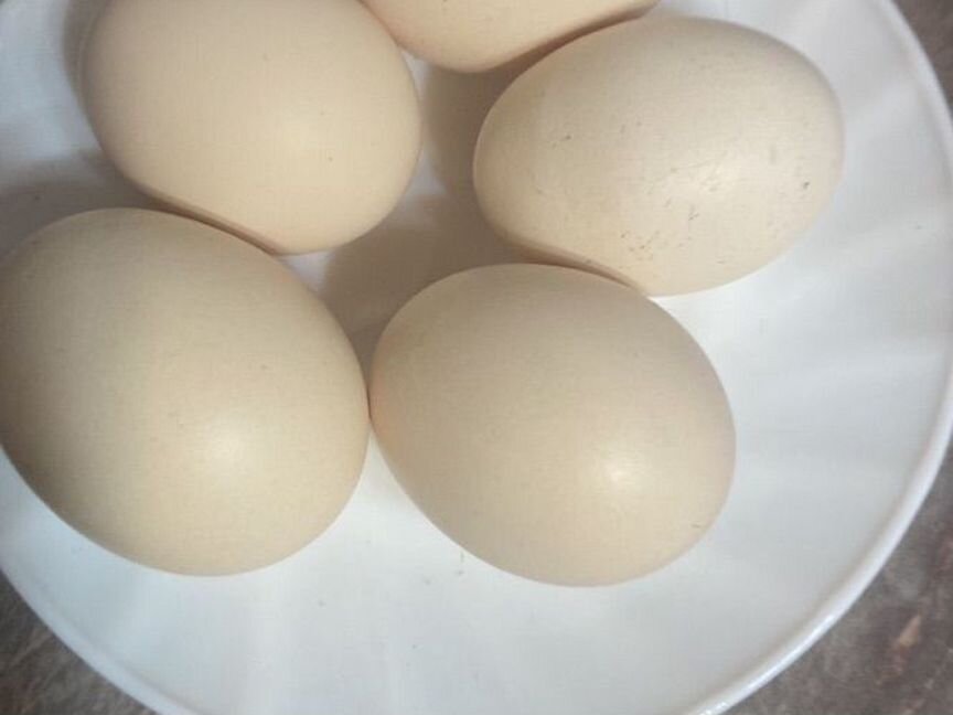 Китайские шелковые куры,яйцо