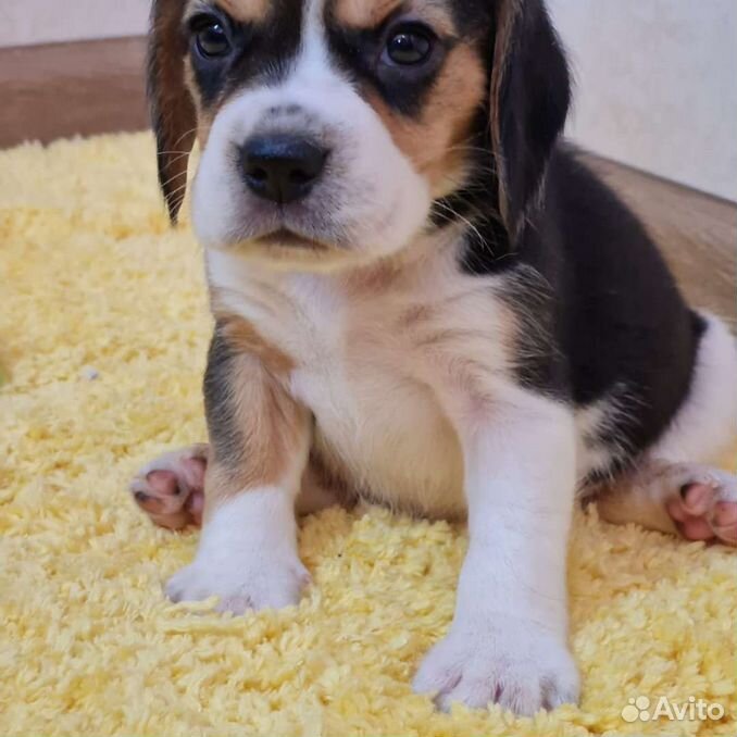 Бигль трехцветные мальчики