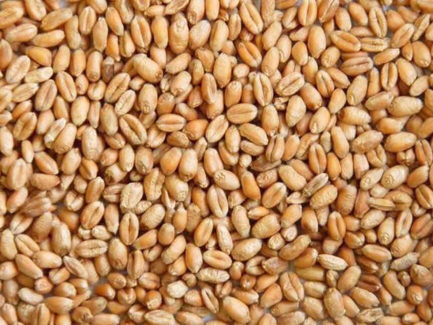 Пшеница, ячмень опт