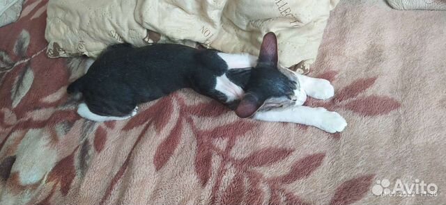 Кошки донской сфинкс