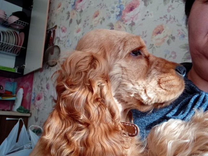 Кокер спаниель